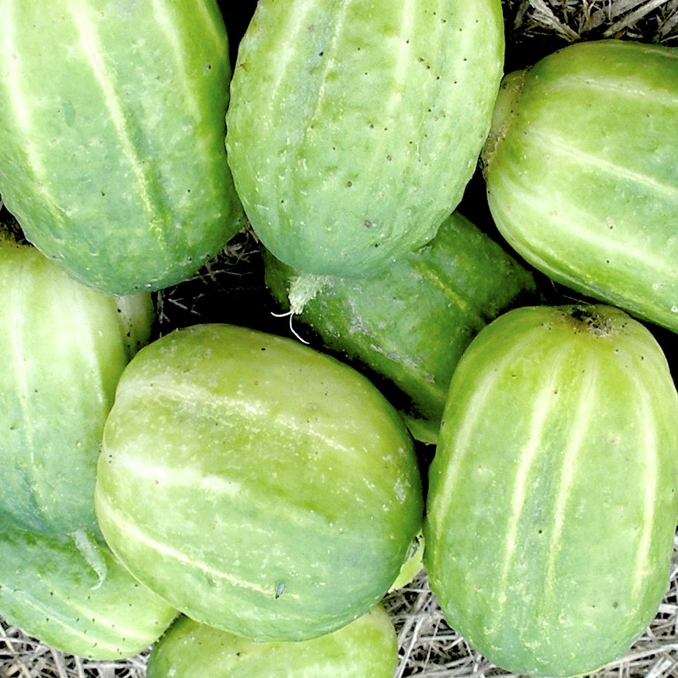 Cucumber Seeds - Richmond Green Apple - Heirloom Variety – YourVegePatch