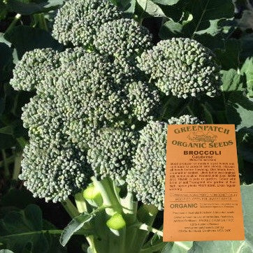 Broccoli Seed Packet - Calabrese - Certified Organic Seeds – YourVegePatch