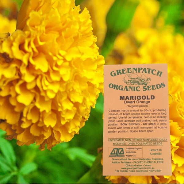 Marigold Seed Packet - Dwarf Orange - Certified Organic Flower Seeds ...